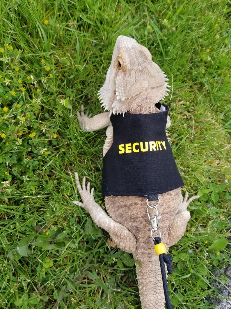 Bearded Dragon Leash Bearded Dragon Harness Lizard Leash - Etsy