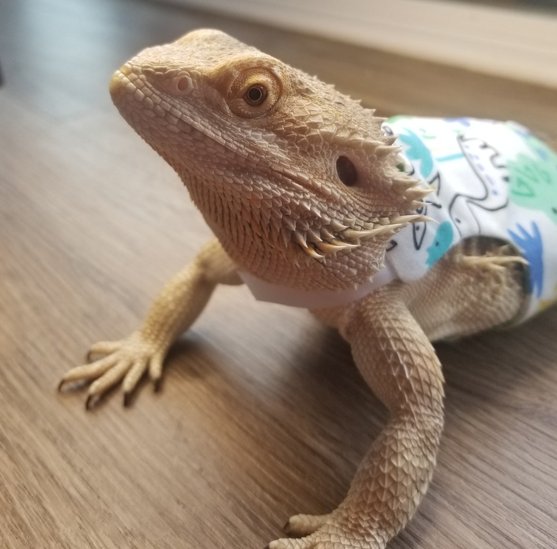 Bearded Dragon Leash Bearded Dragon Harness Lizard Leash | Etsy