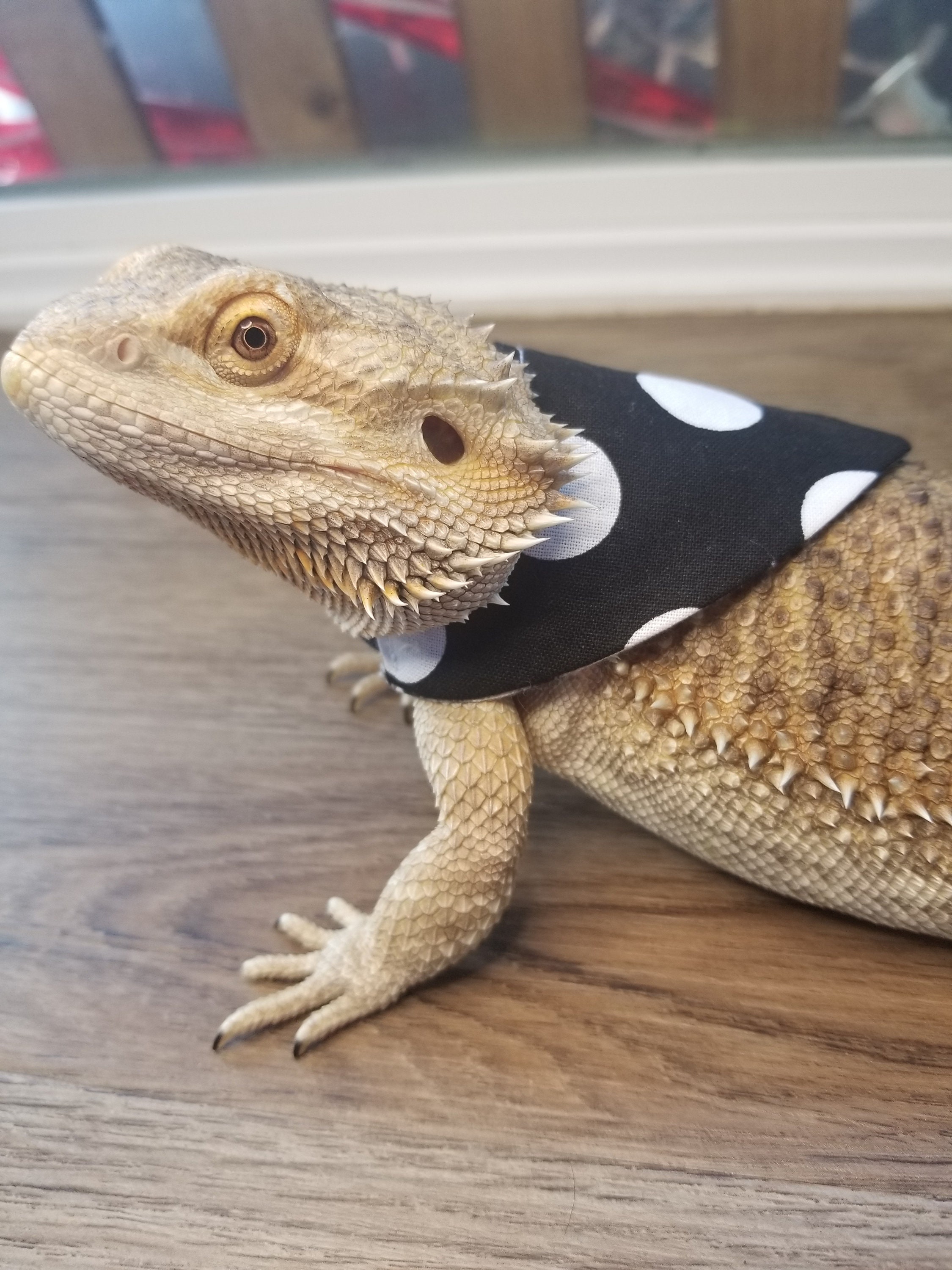 Bearded Dragon Bandana Bearded Dragon Harness Lizard Leash - Etsy