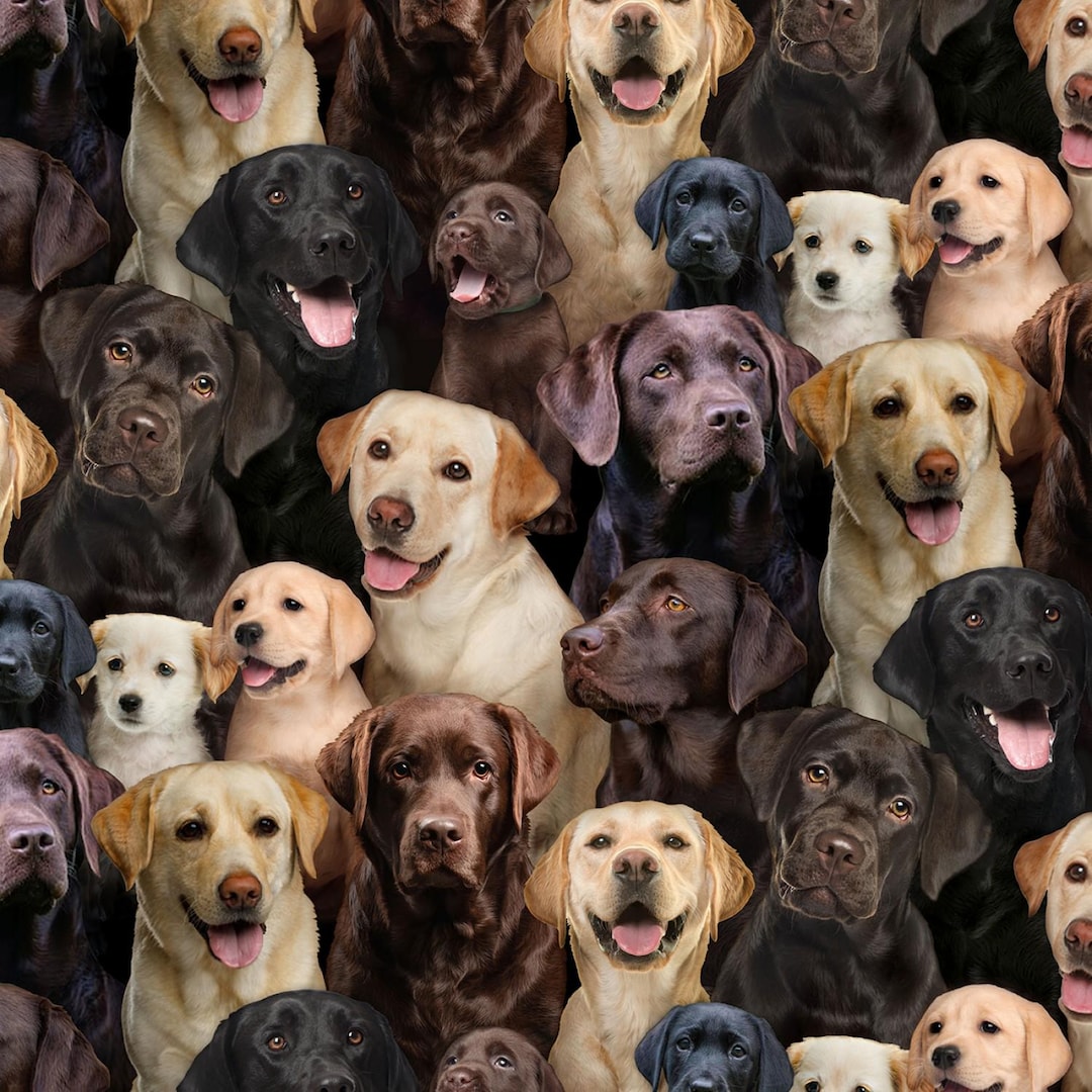 Labradors Multi-color Dog Quilt Cotton Fabric From Best Friend by ...