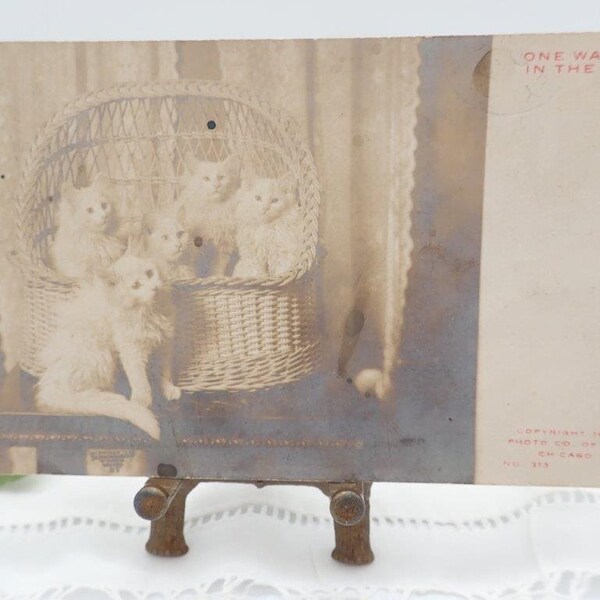 Antique Cat Postcard - Etsy