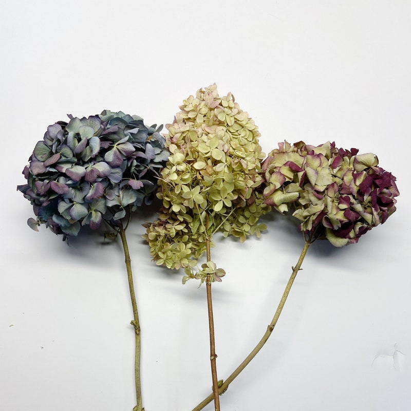 Preserved Hydrangea - Etsy