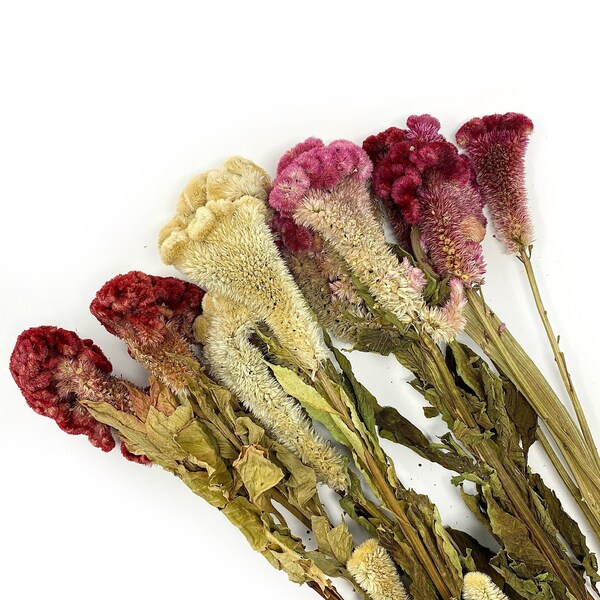 Cockscomb - Etsy