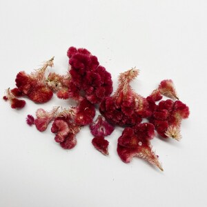 Coxcomb Heads, Celosia, Small Heads, Decoration, Burgundy Cockscomb ...
