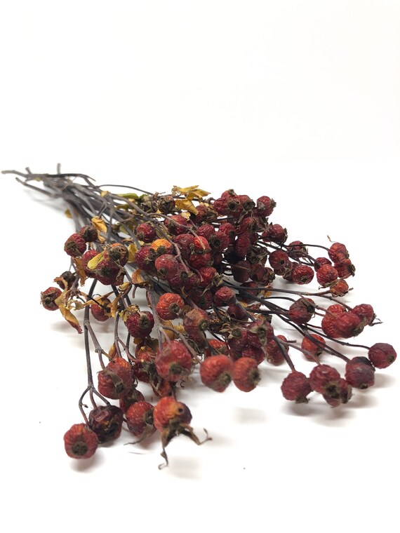 Craft Supplies & Tools 12 rose hip stems dried real plant roses stem ...