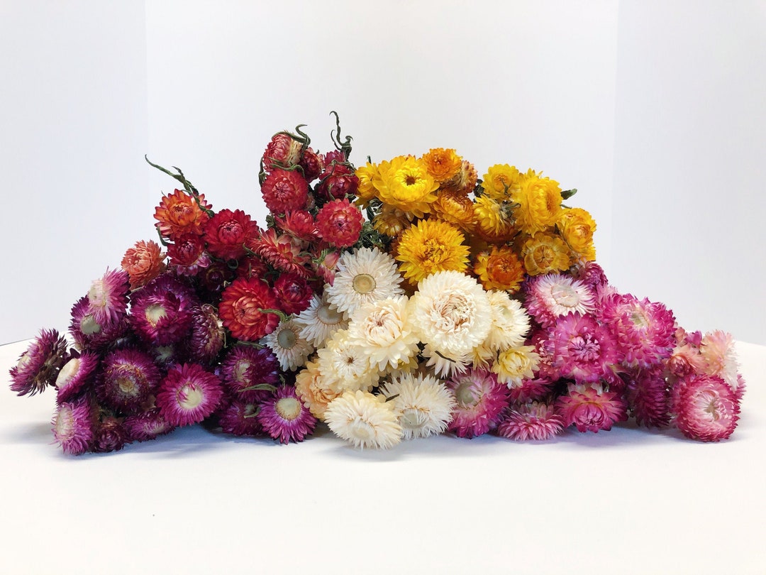 Strawflower, Dried Flowers, White, Cream, Pink, Red, Yellow, Purple ...