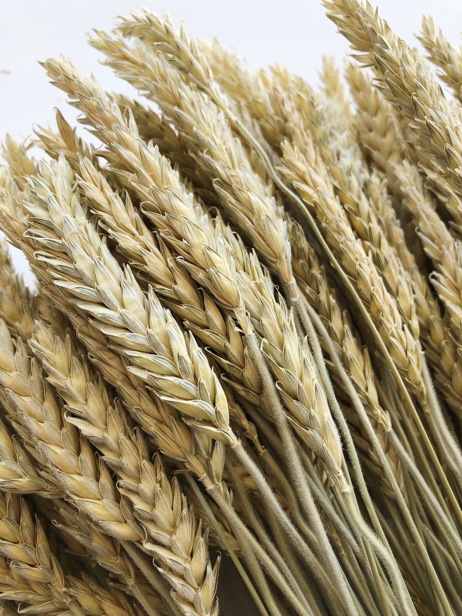 Triticale Beardless Green Wheat Cereal Grains Green Tan - Etsy