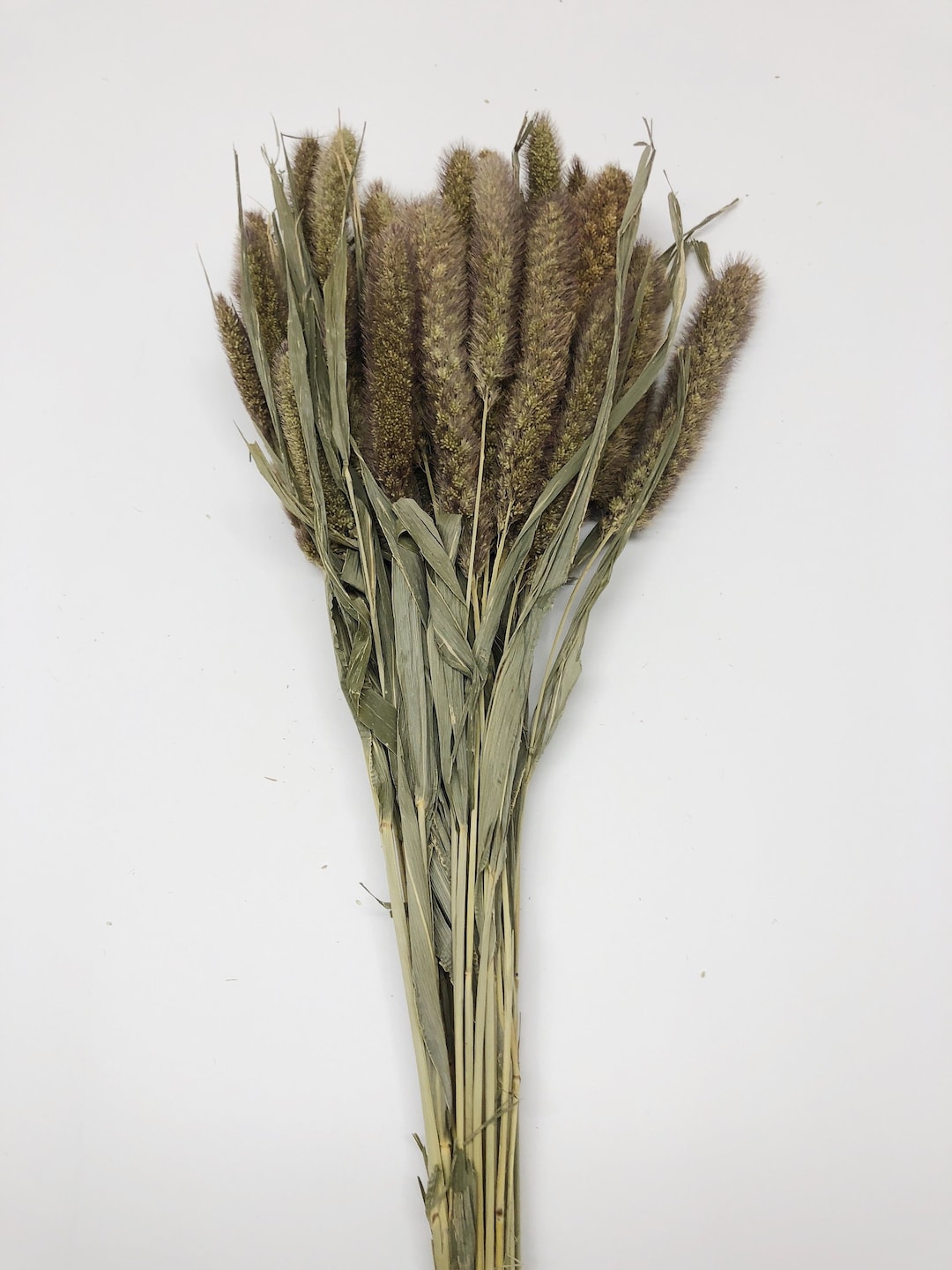 Preserved German Millet Bunch, Natural Green Tan Floral Filler - Etsy