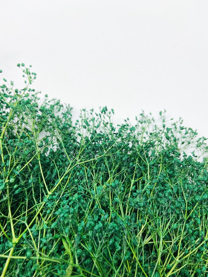 Mini Gyp Filler Flowers Preserved Flowers Flowers Red - Etsy