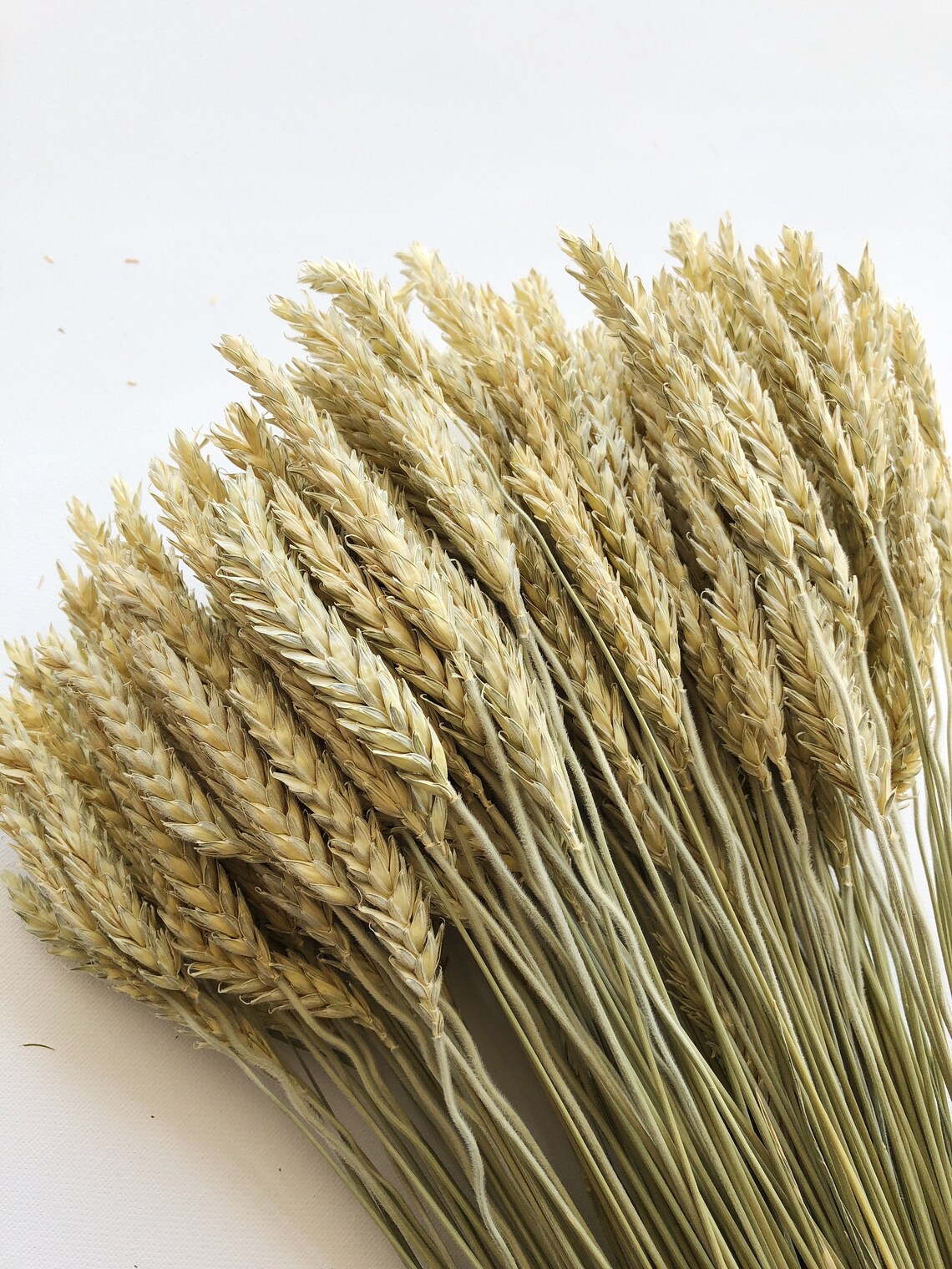 Triticale Beardless Green Wheat Cereal Grains Green Tan - Etsy