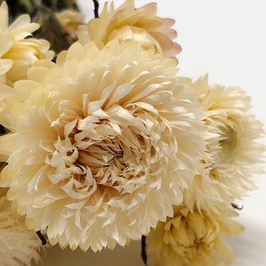 Strawflower, Dried Flowers, White, Cream, Pink, Red, Yellow, Purple ...