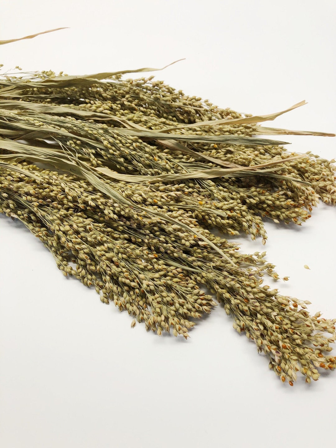Preserved Green Panicum Grass Bunch, Fall Floral Decor - Etsy