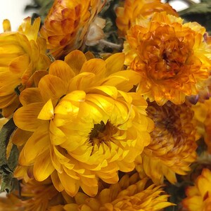 Strawflower, Dried Flowers, White, Cream, Pink, Red, Yellow, Purple ...