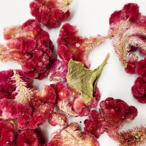 Coxcomb Heads, Celosia, Small Heads, Decoration, Burgundy Cockscomb ...