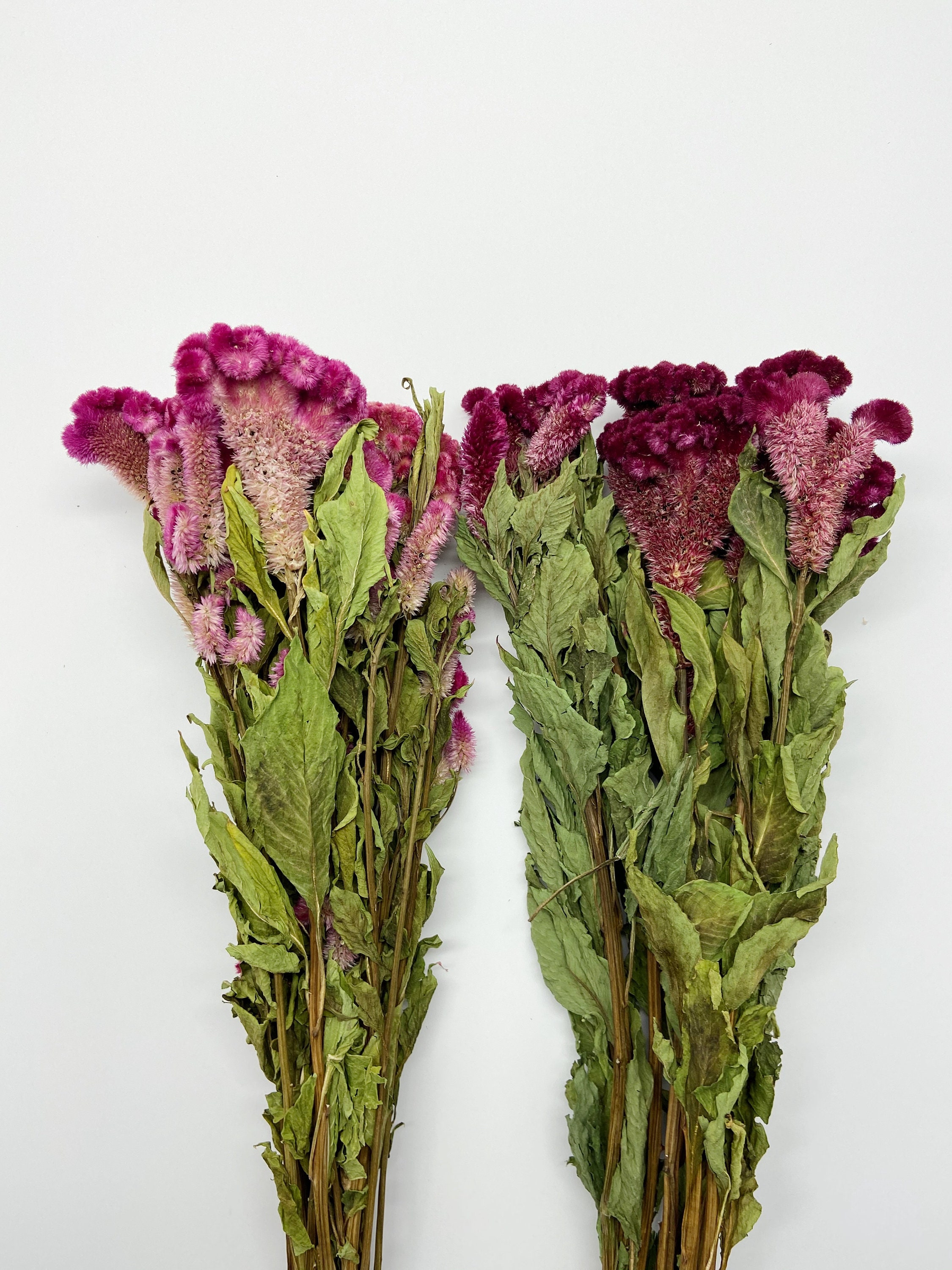 Coxcomb Celosia Merlot Pink Cockscomb Dried Dried | Etsy