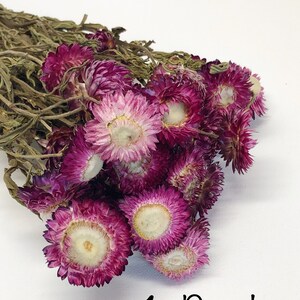 Strawflower Dried Flowers White Cream Pink Red Yellow - Etsy