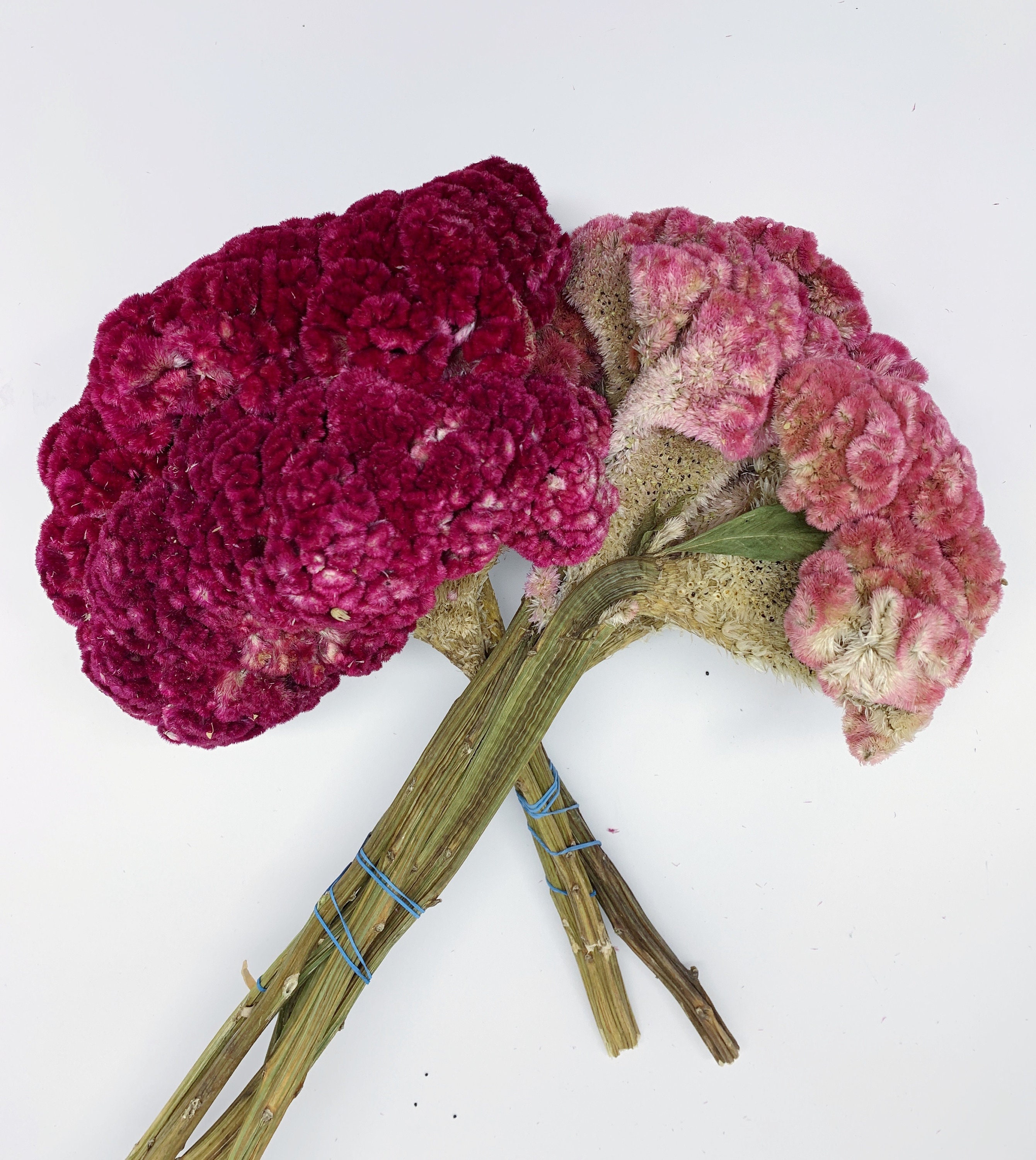 Coxcomb Celosia Merlot Pink Cockscomb Dried Dried | Etsy