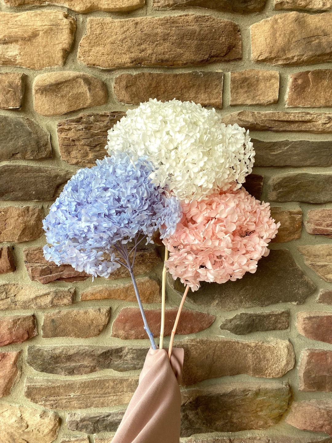 Bleached Preserved Hydrangea Stem, White, Pink, Blue, Floral Decor - Etsy
