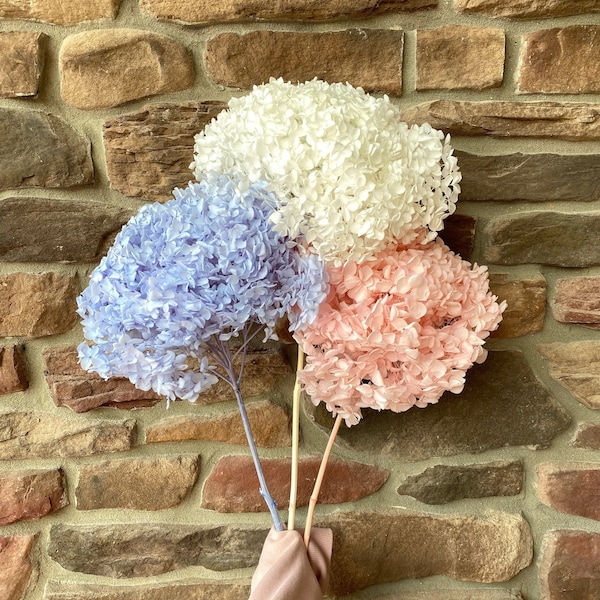 Preserved Hydrangea - Etsy