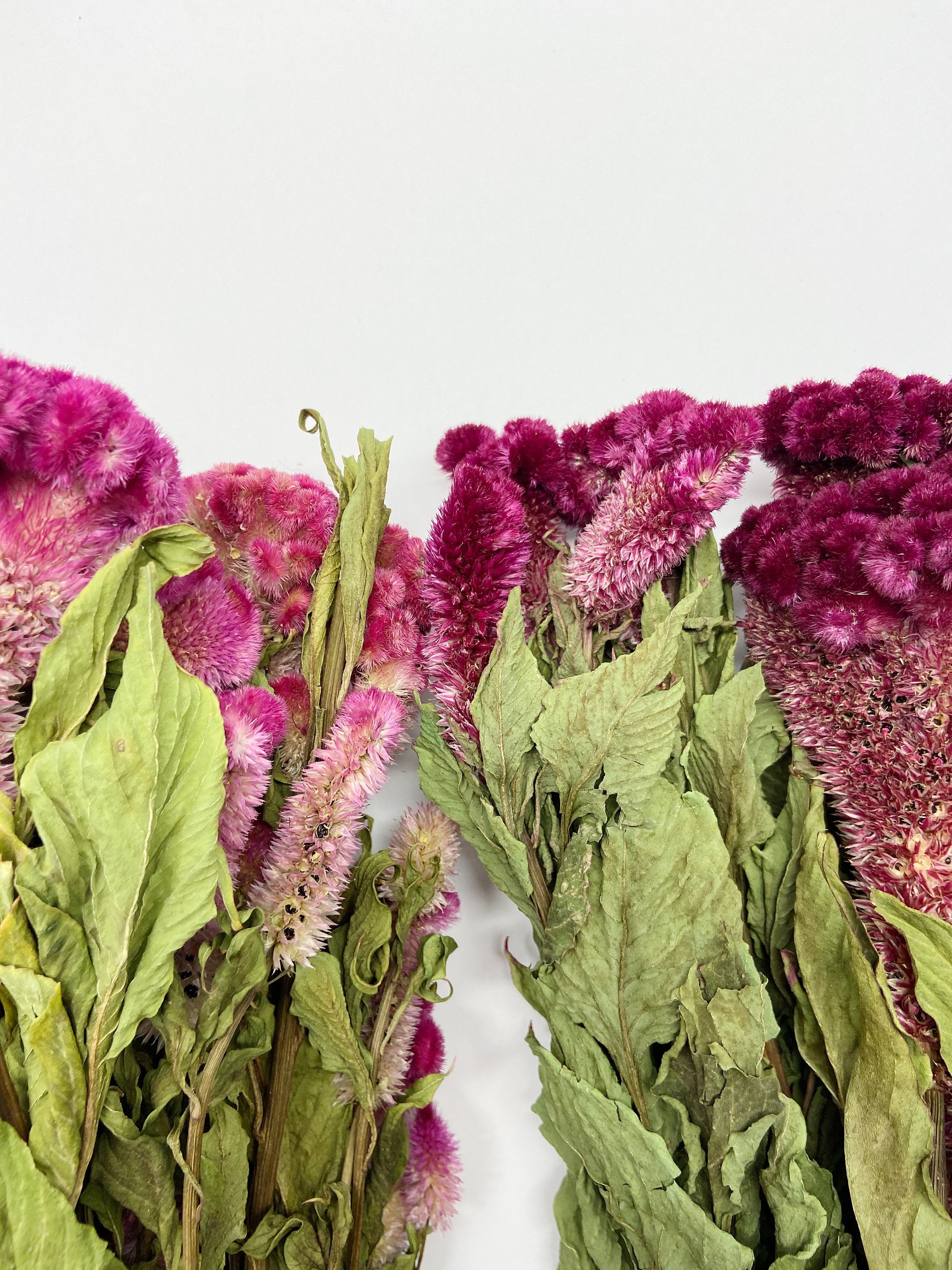 Coxcomb Celosia Merlot Pink Cockscomb Dried Dried | Etsy