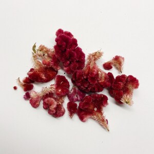 Coxcomb Heads, Celosia, Small Heads, Decoration, Burgundy Cockscomb ...
