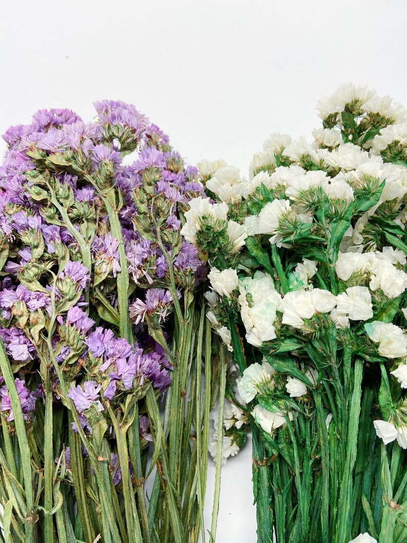 Sinuata Statice Limonium Sinuatum Pink Rose Blue Statice | Etsy