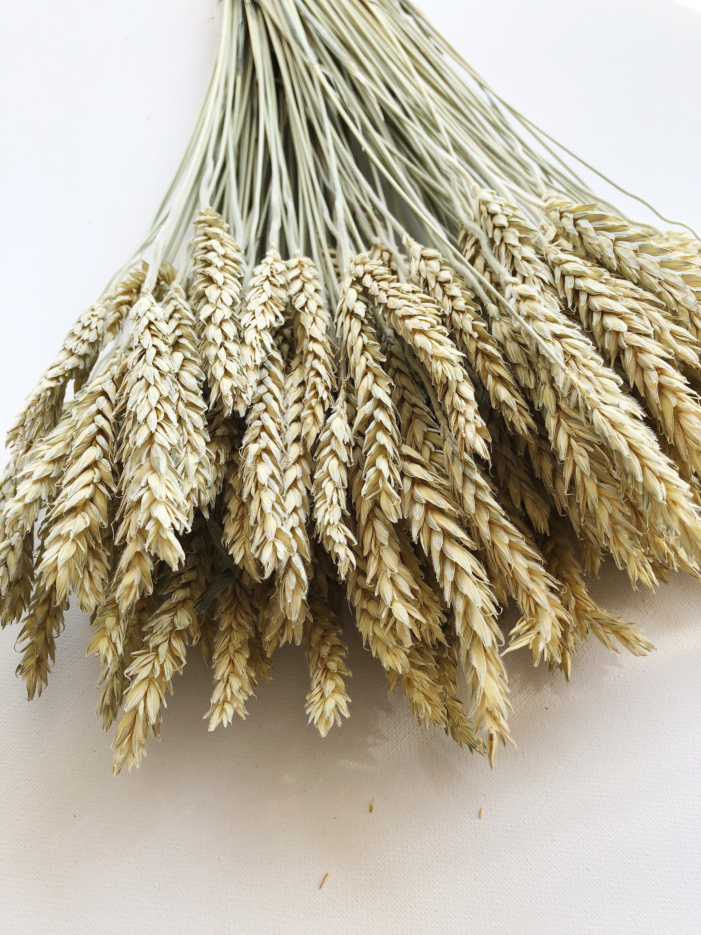 Triticale Beardless Green Wheat Cereal Grains Green Tan | Etsy