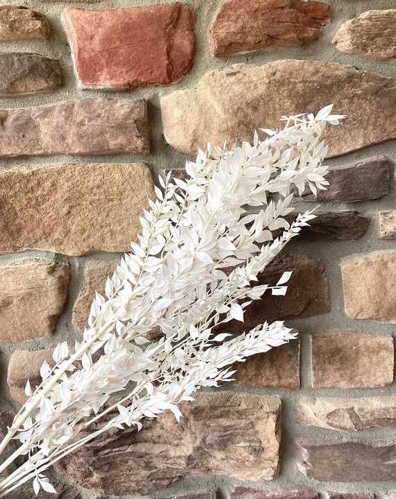 Ruscus Dried Flowers Preserved Floral Filler Natural - Etsy