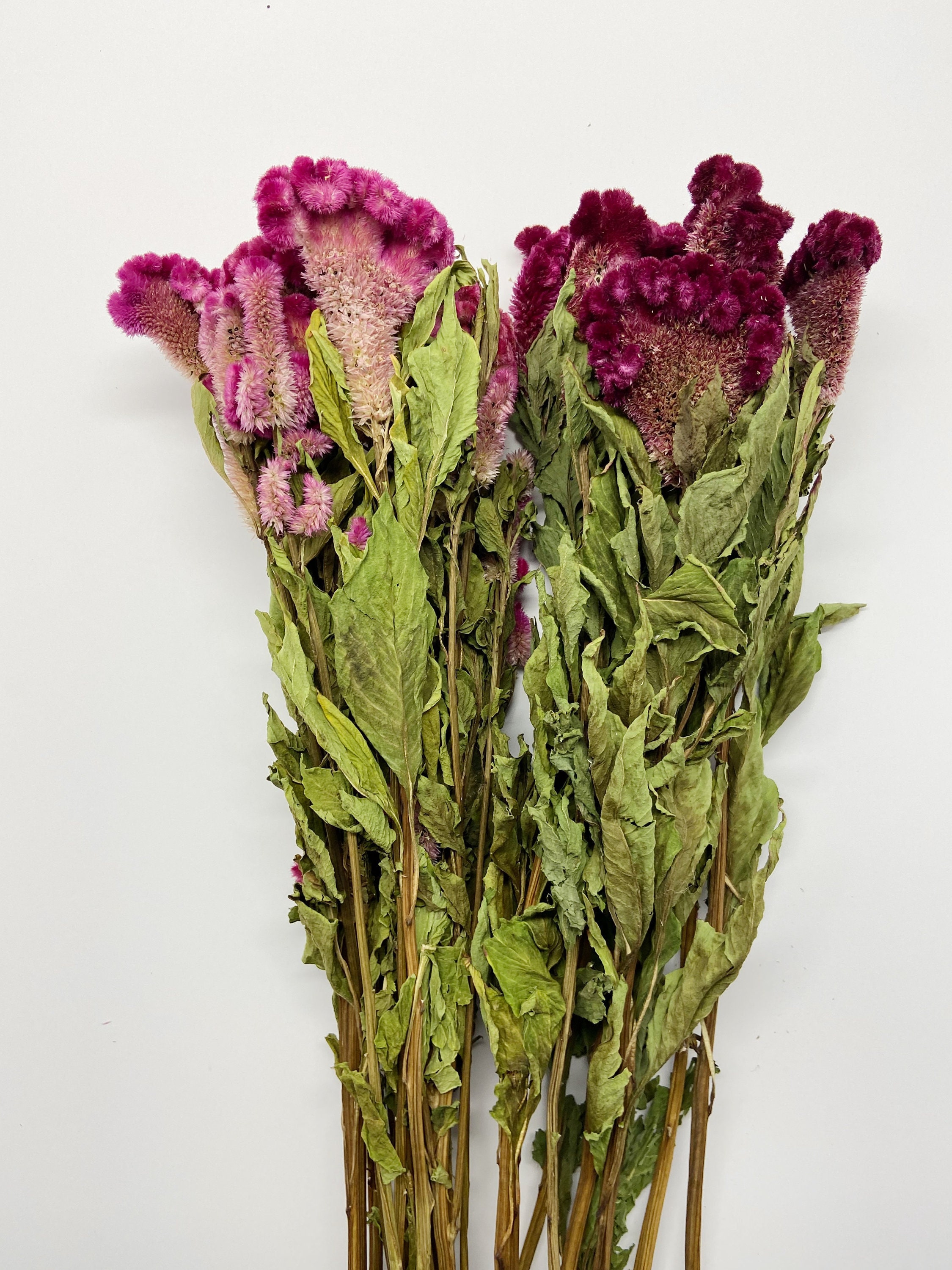 Coxcomb Celosia Merlot Pink Cockscomb Dried Dried - Etsy Hong Kong
