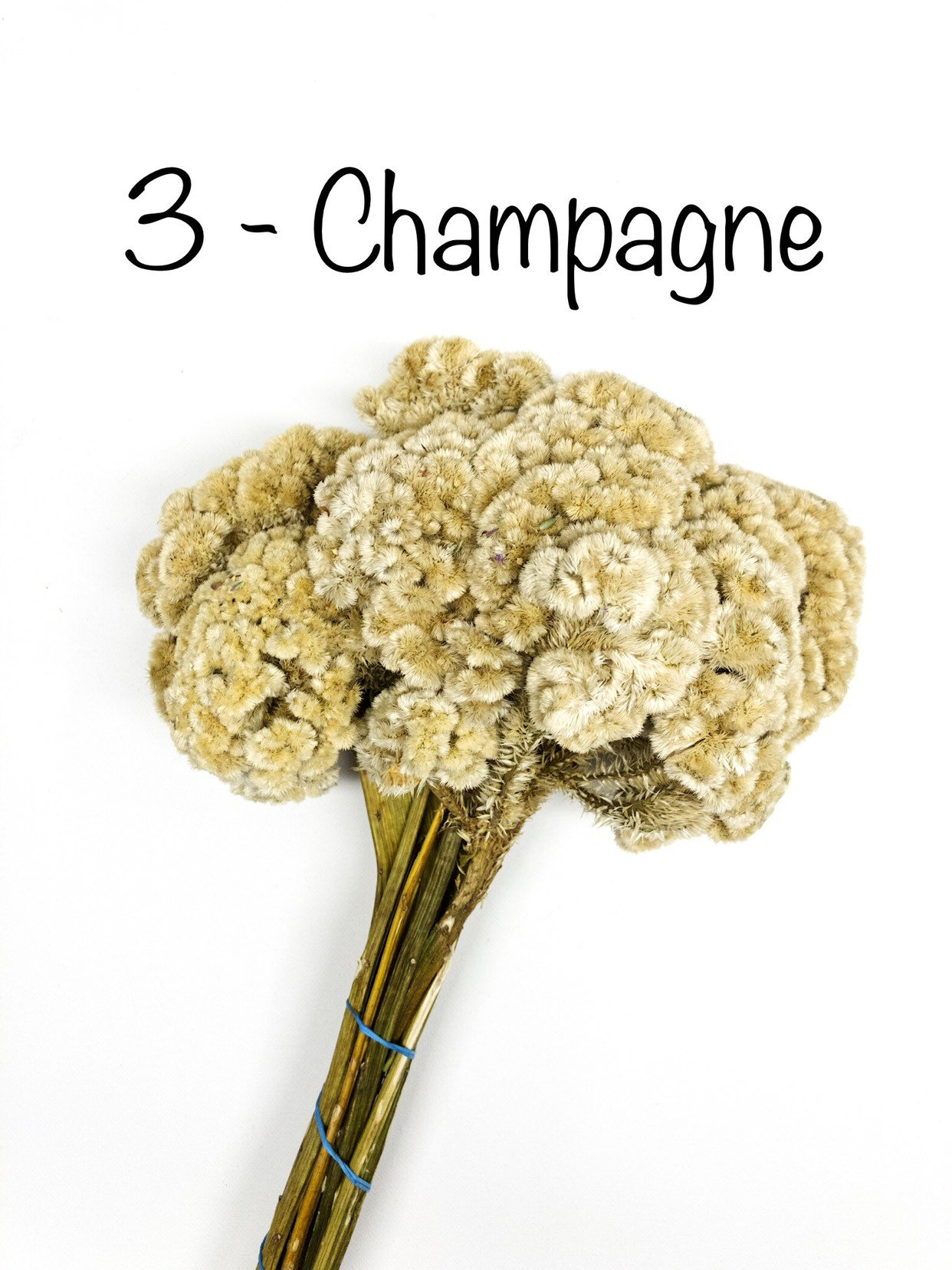 Coxcomb Celosia Merlot Pink Cockscomb Dried Dried | Etsy