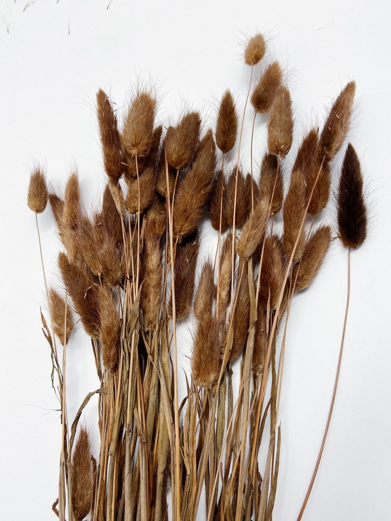 Natural Dried Bunny Tail Flowers, Home Decor (55-60 Stems) - Etsy