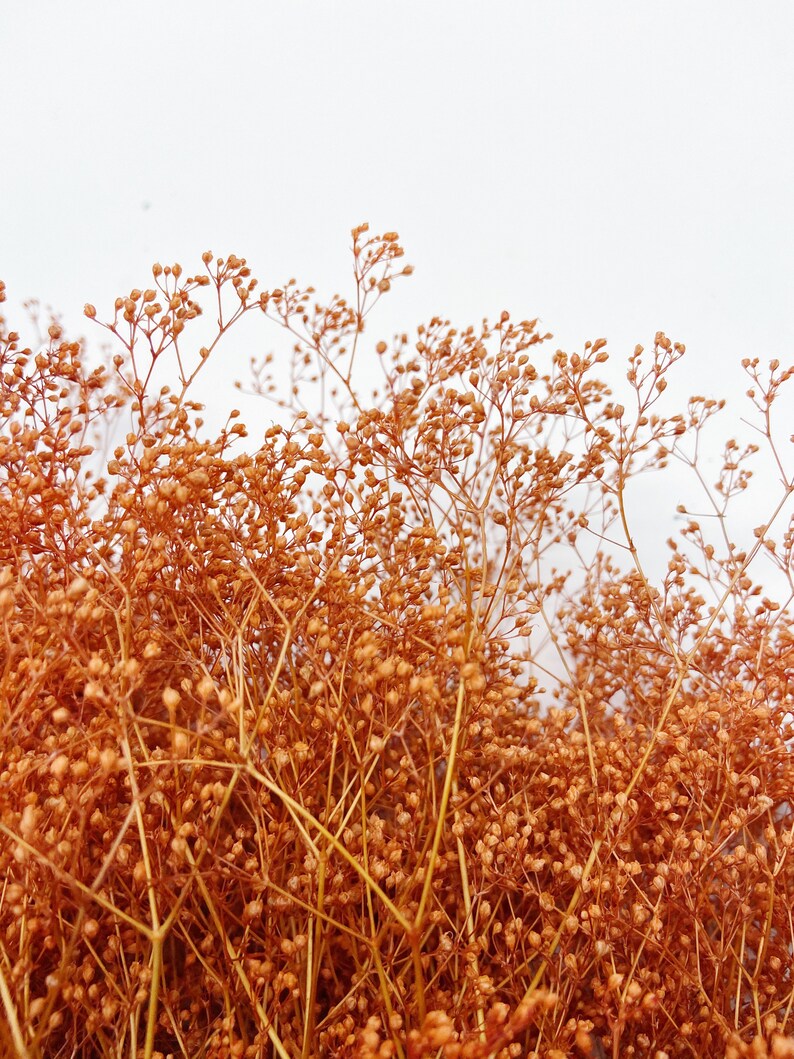 Mini Gyp Filler Flowers Preserved Flowers Flowers Red - Etsy