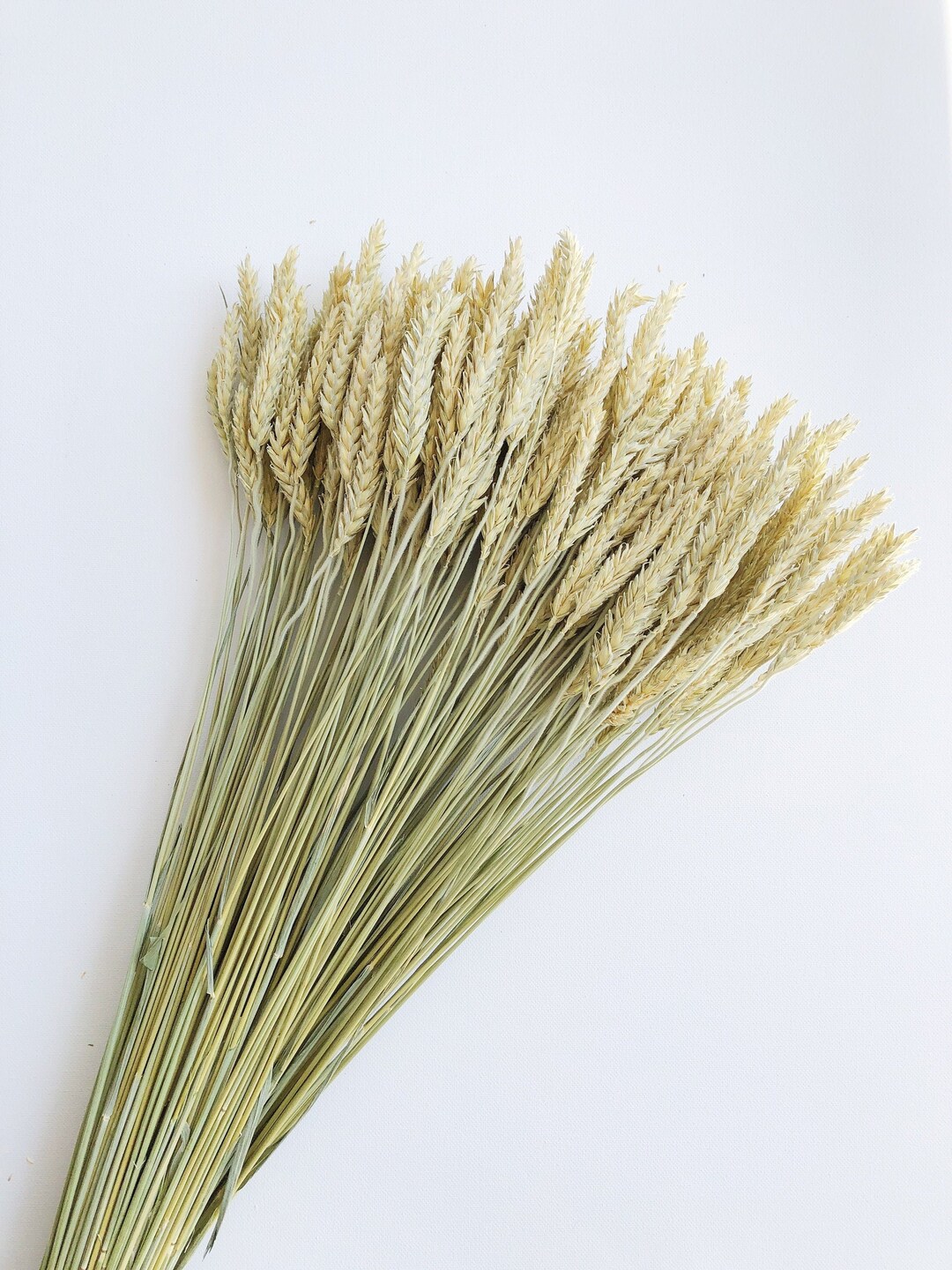 Triticale Beardless Green Wheat, Cereal Grains, Green, Tan, Dried ...