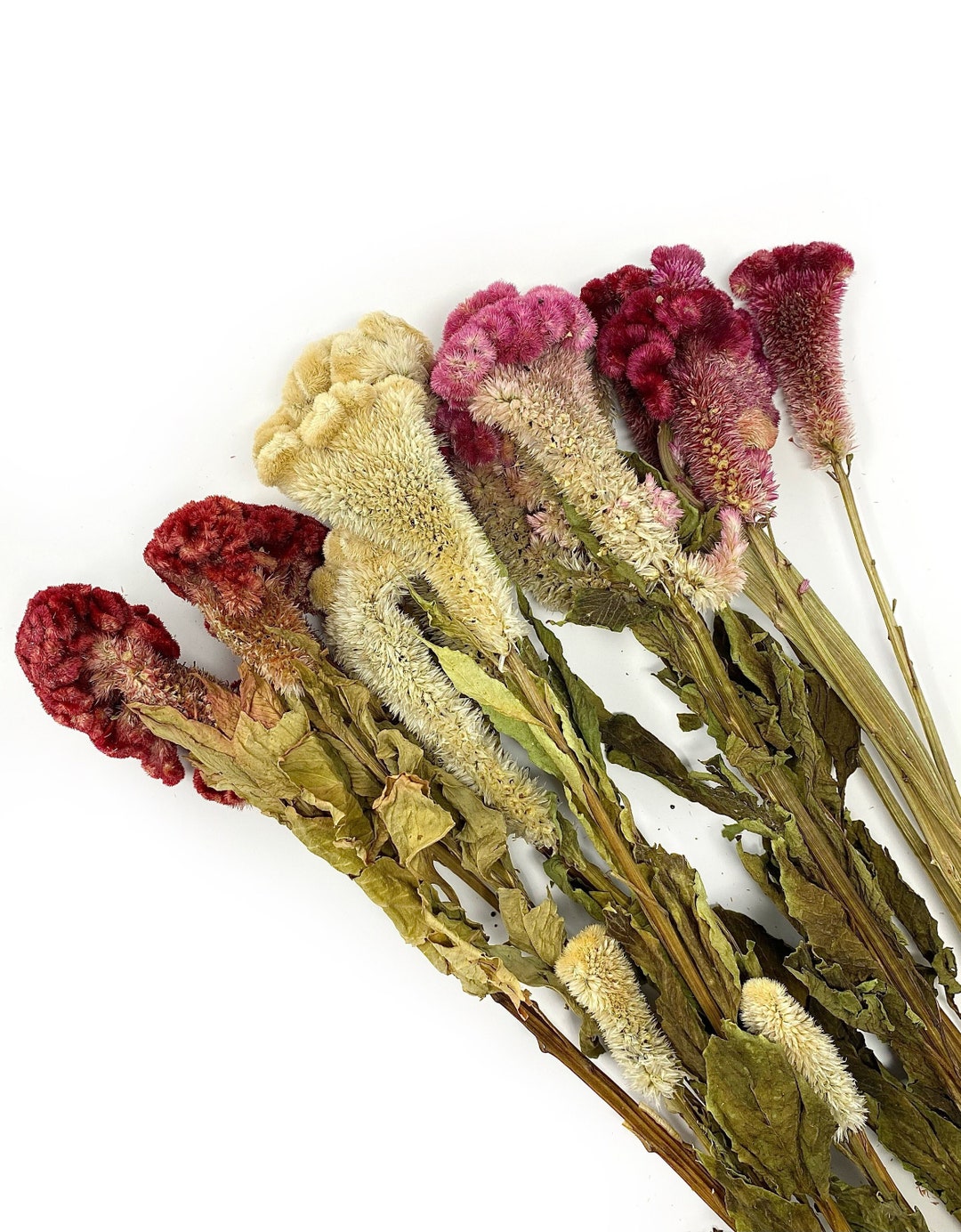 Coxcomb Celosia Merlot Pink Cockscomb Dried Dried - Etsy Australia