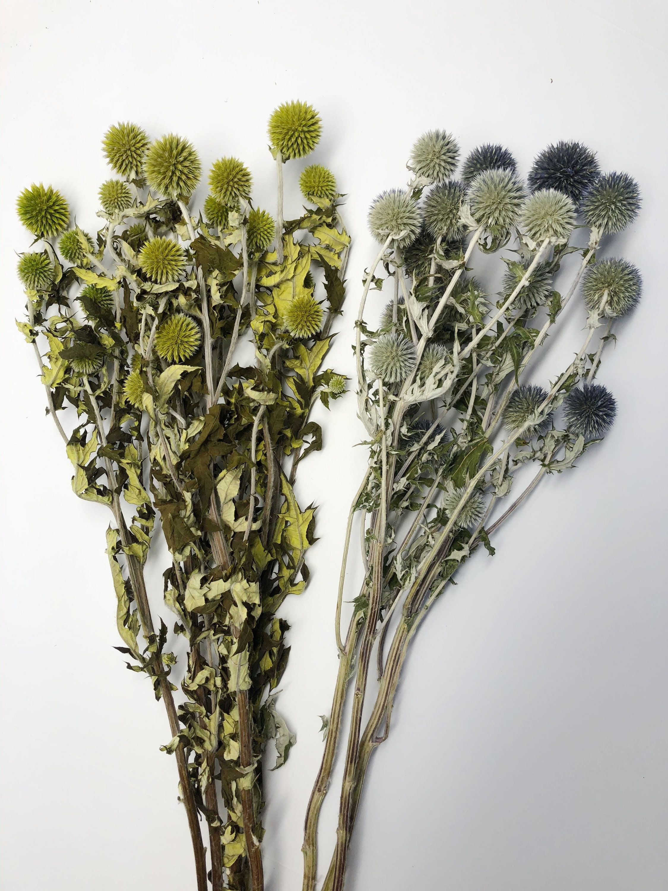 Dried Blue Globe Thistle Long Stem Echinops Green Purple | Etsy