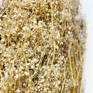 Mini Gyp, Filler Flowers, Preserved Flowers, Flowers, Red, Tan, Orange ...