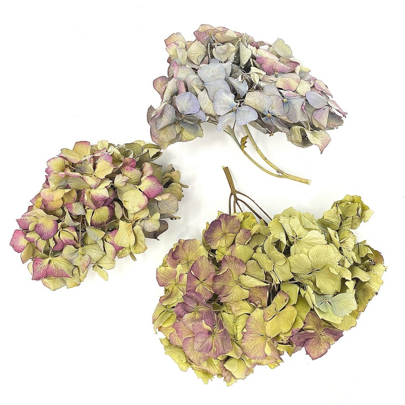 Dried Hydrangeas - Etsy