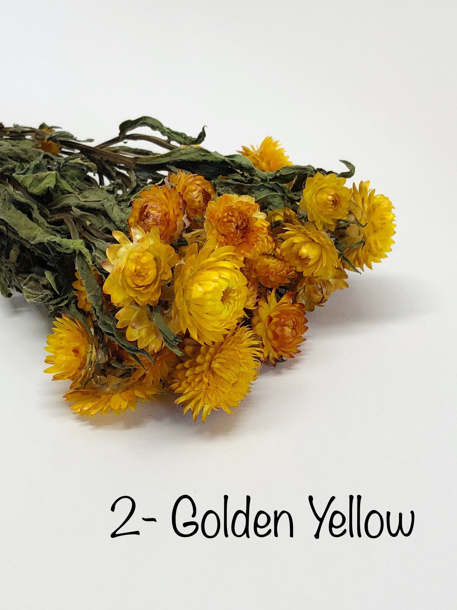 Strawflower Dried Flowers White Cream Pink Red Yellow - Etsy