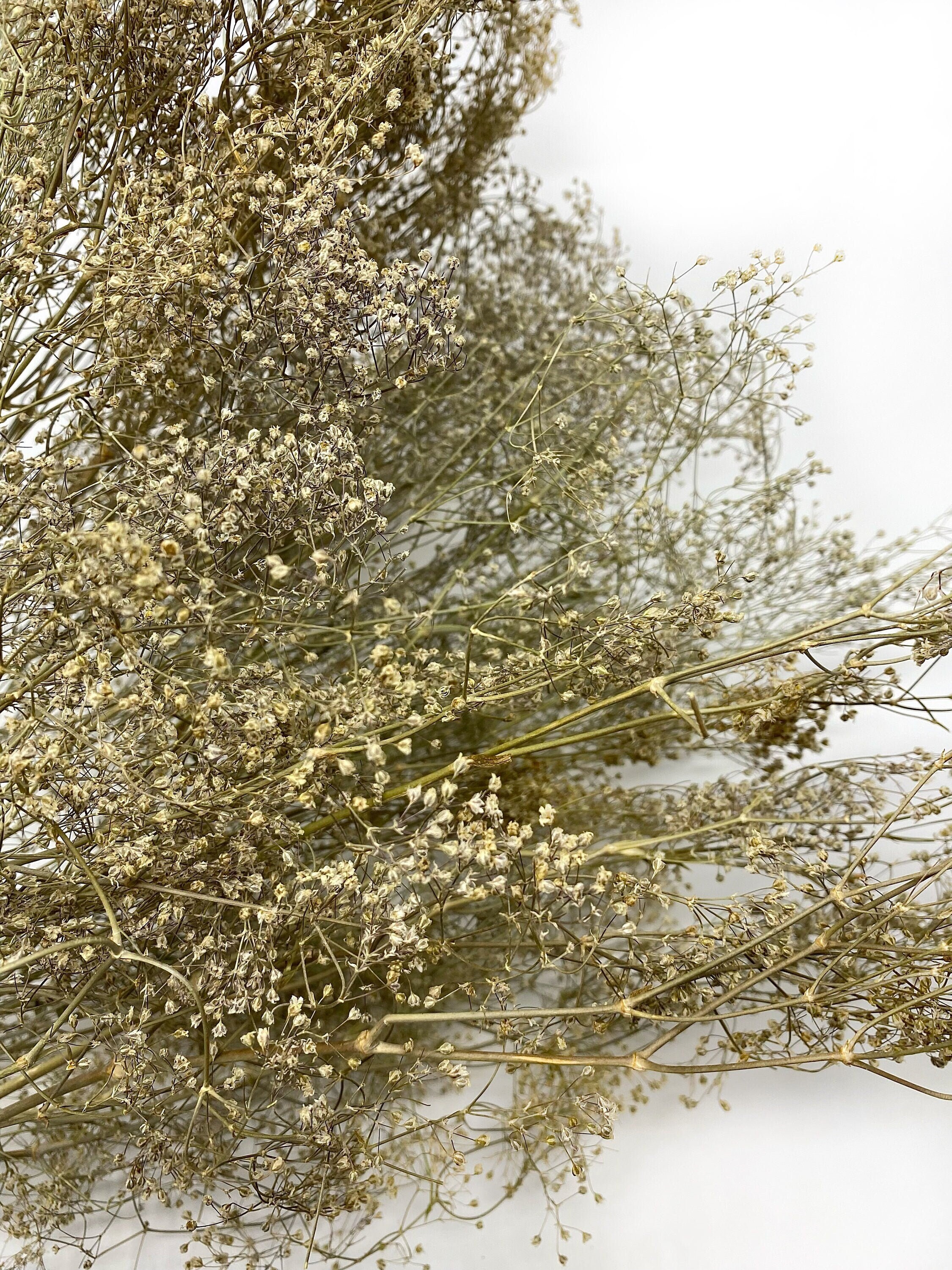 Dried Babies Breath Bunch, White Green Filler Flowers, Farmhouse Decor ...