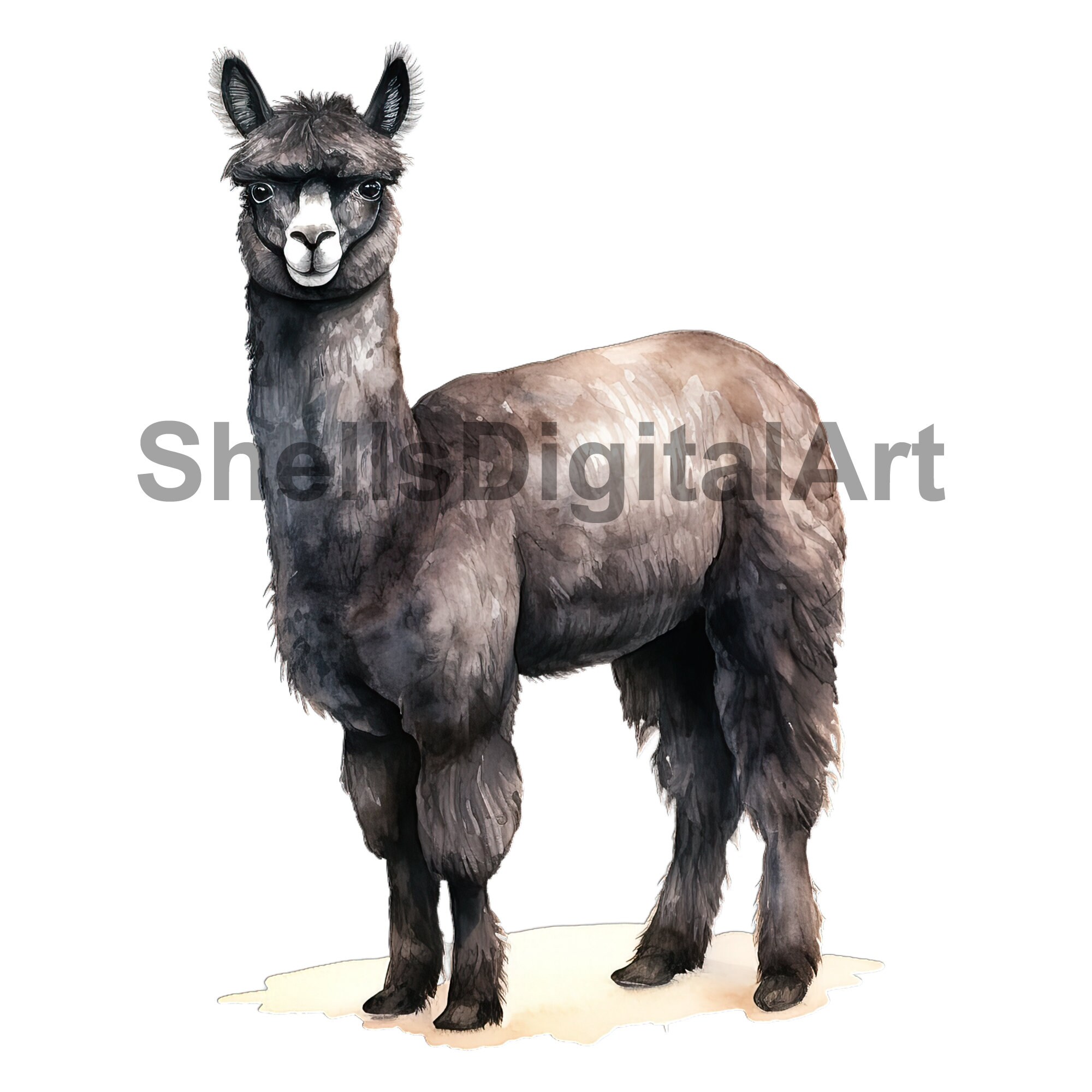 Watercolor Alpaca PNG Clipart Bundle (digital Download) - Etsy