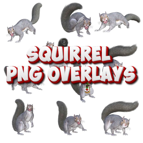 Woodland Squirrel Clipart - Etsy