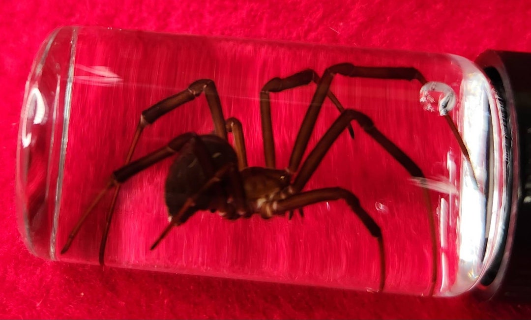 Preserved Black Widow Spider Specimen. Deadly and Beautiful. - Etsy