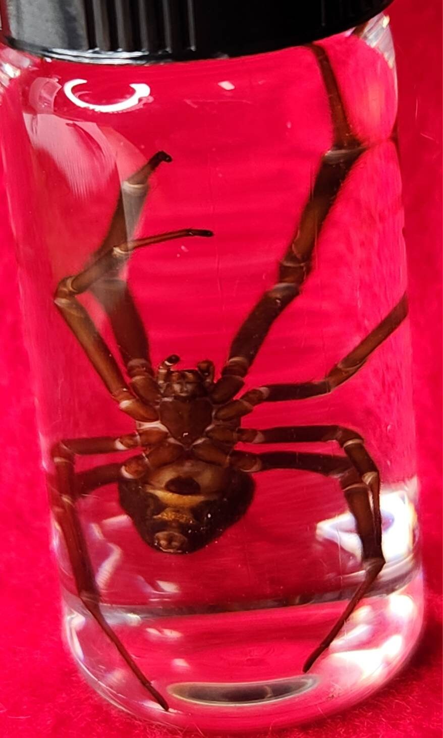 Preserved Black Widow Spider Specimen. Deadly and Beautiful. - Etsy