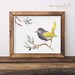 BIRDS Watercolor, Birds SET, Illustrations - Birds Collection - Bird ...