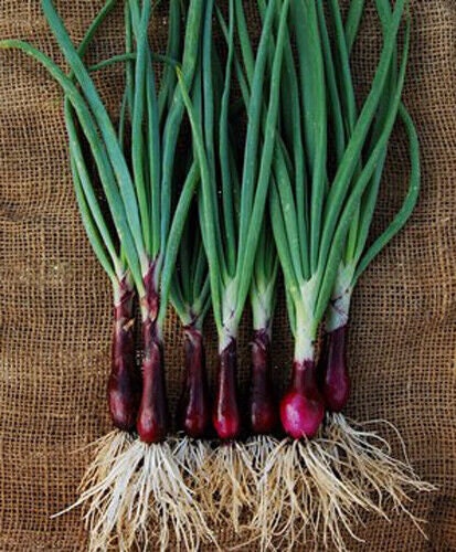 200 Onion Seeds Ruby Red Onion Red Stem Scallionalllium Cepa - Etsy