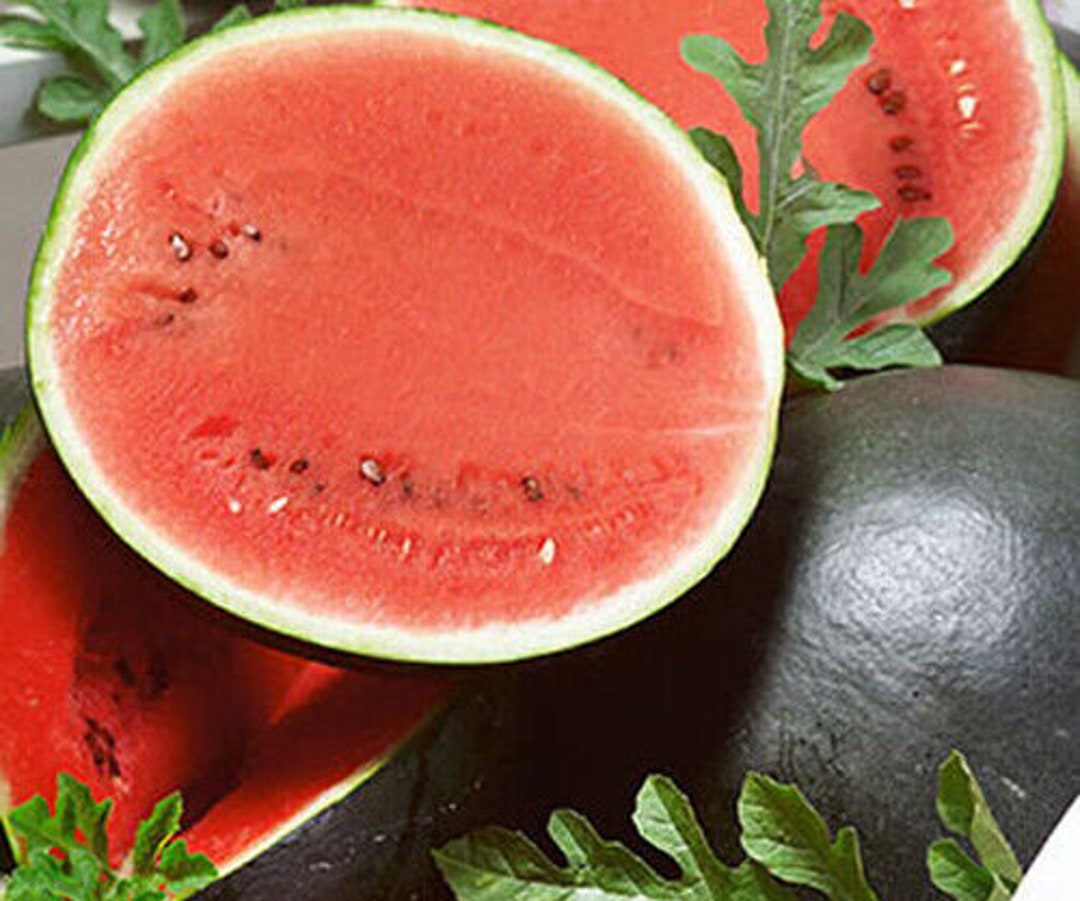25+sugar Baby Watermelon Seeds Garden Bush Watermelon AVG WT 7-10 Lbs ...