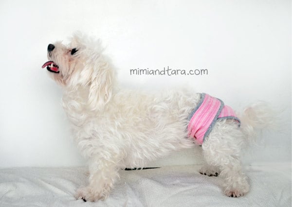 Dog Diaper Pattern Bundle All Sizes Sewing Pattern Dog - Etsy Canada