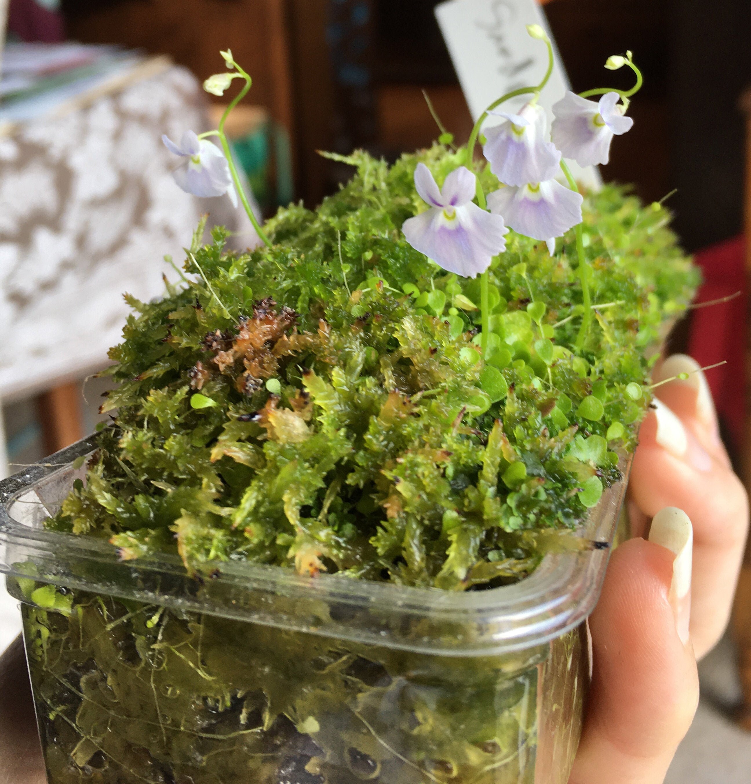 Utricularia Sandersonii