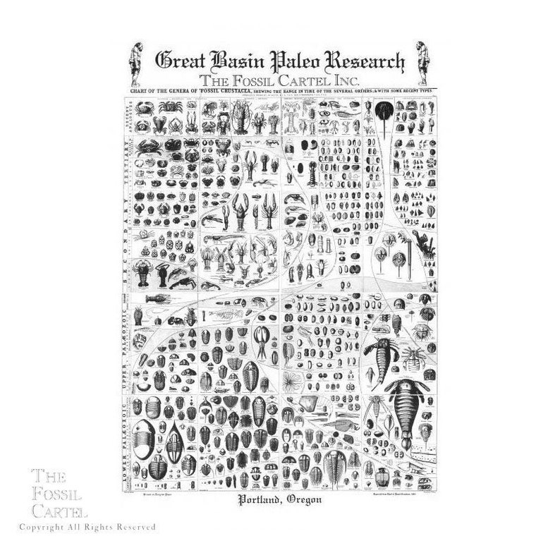 Vintage Replica Trilobite Poster - Etsy