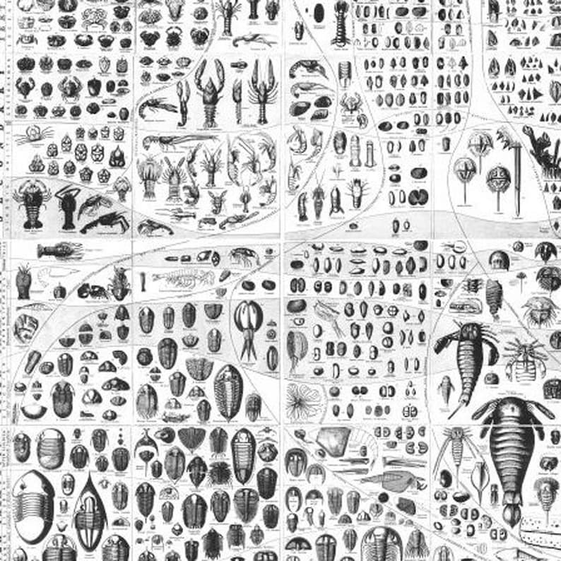 Vintage Replica Trilobite Poster - Etsy